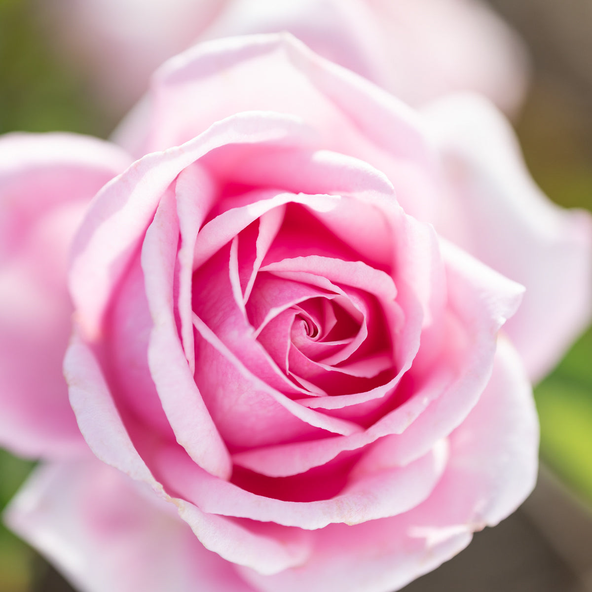 Rose Pure Essential Oil Diluted – Jurlique Australia