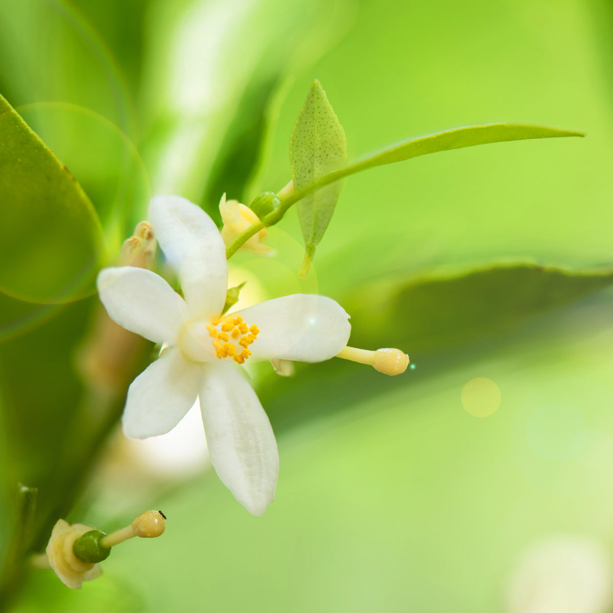 Neroli Pure Essential Oil Diluted – Jurlique Australia