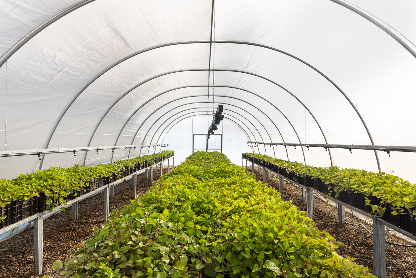 Our Method – Jurlique Australia