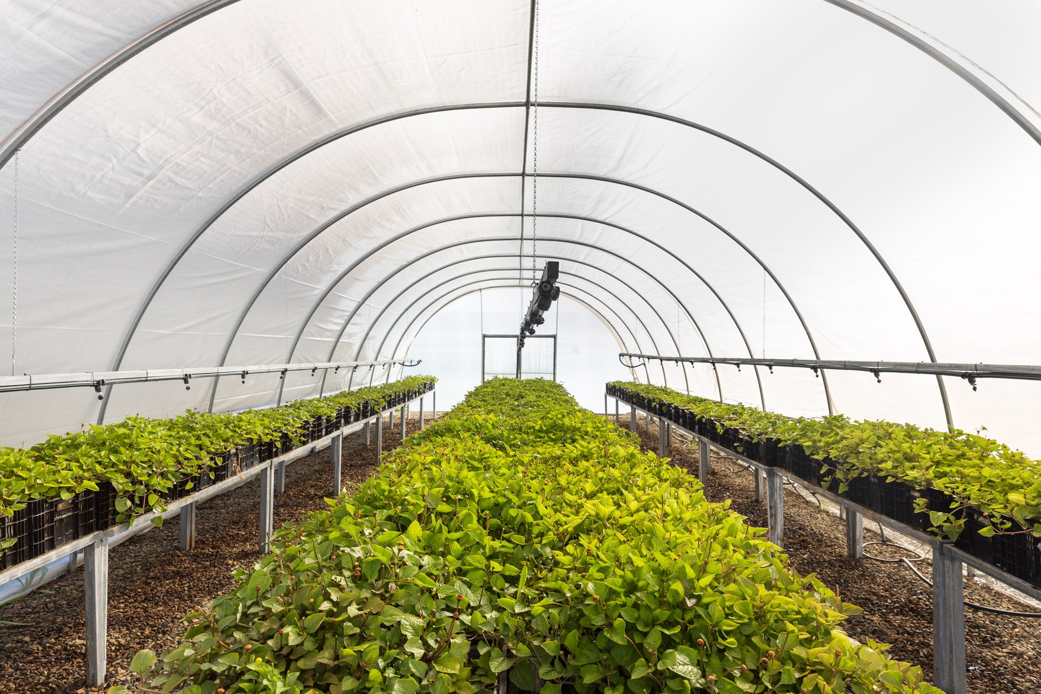 Our Method – Jurlique Australia